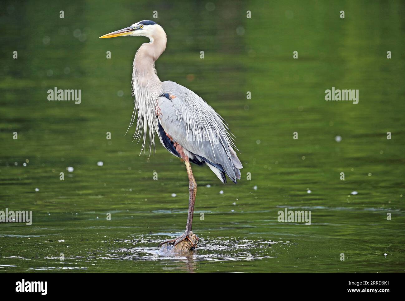 Heron animal hi-res stock photography and images - Alamy
