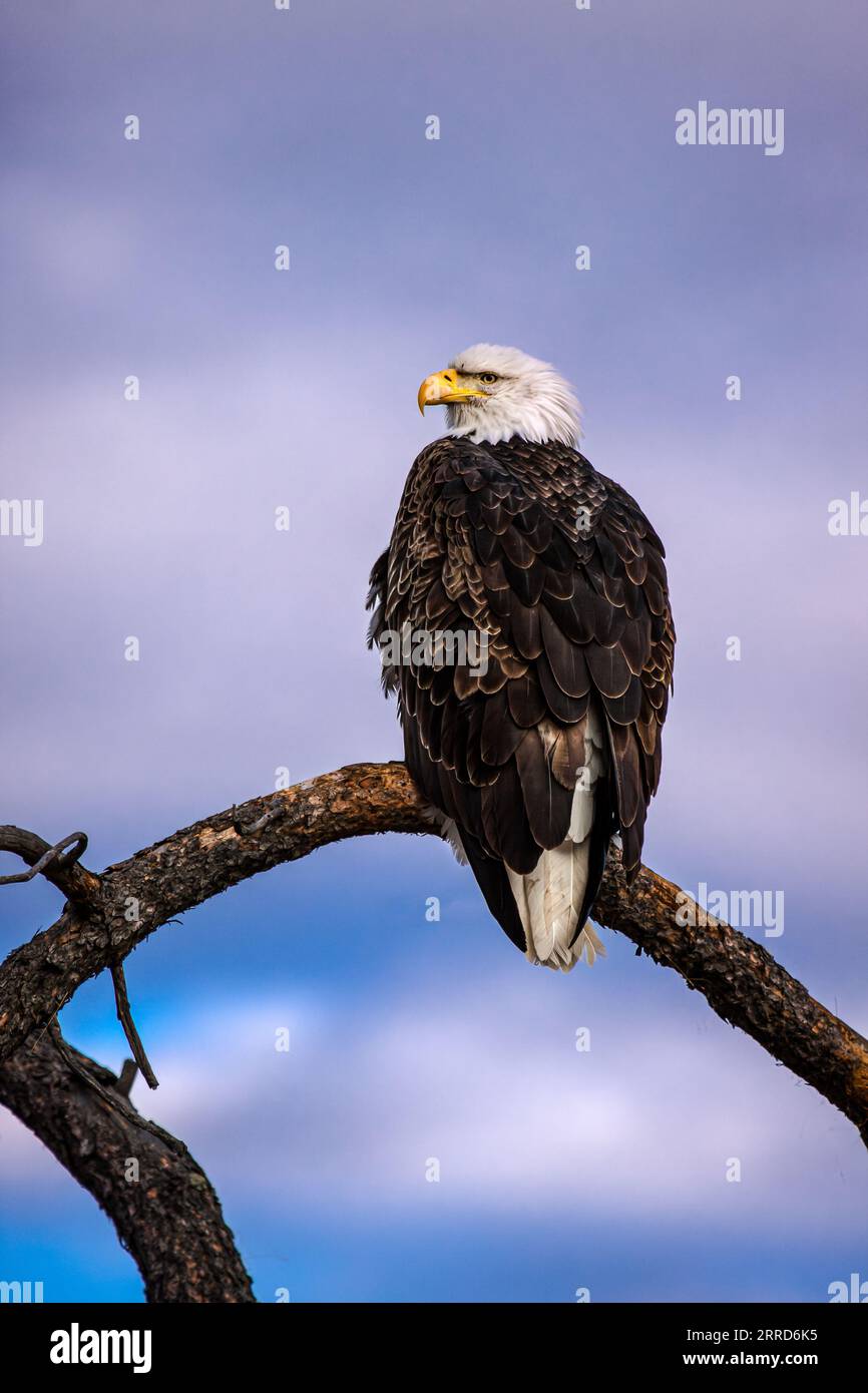 Bald Eagle in Tree looking Left Stock Photo - Alamy