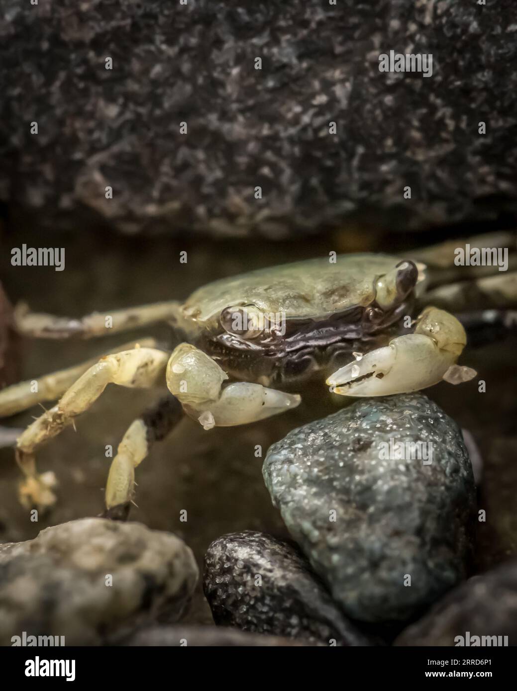 Small crab under beach rocks Stock Photo - Alamy
