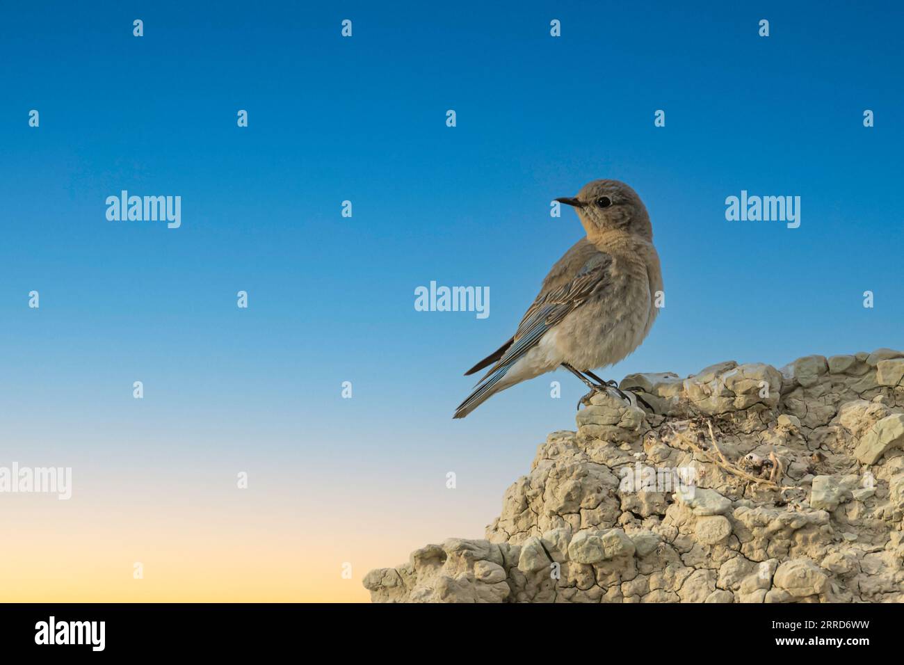 Juvenile Mountain Bluebird perched on mud butte in Badlands Stock Photo ...