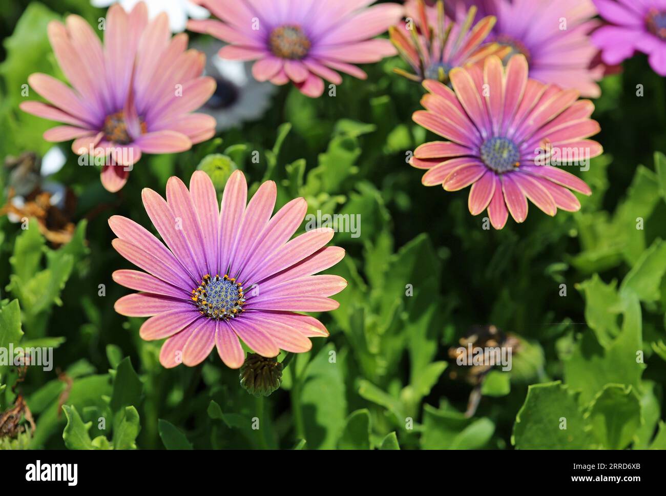 Pink african daisy Stock Photo - Alamy