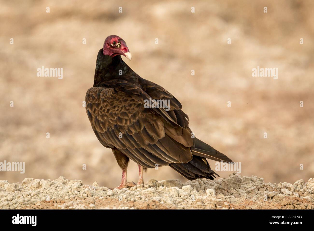 Turkey Vulture in the Badlands of South Dakota Stock Photo - Alamy
