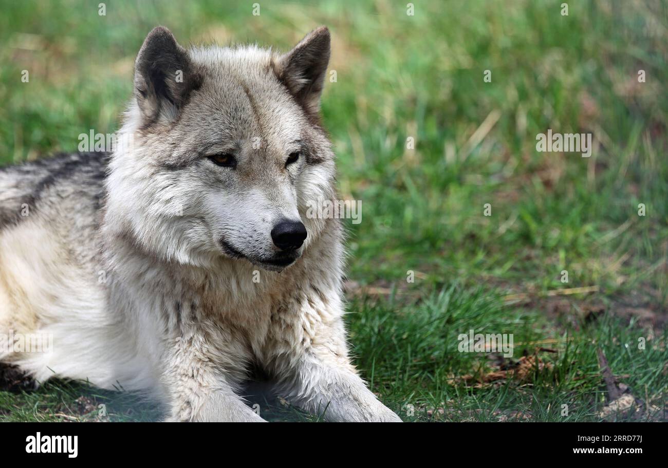 Gray wolf canada hi-res stock photography and images - Alamy