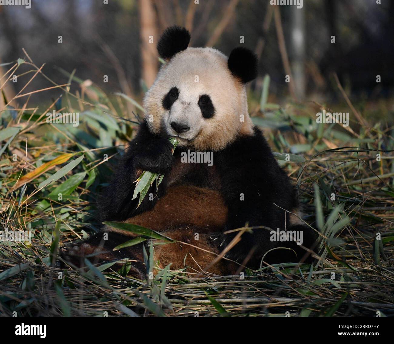 Ueu hi-res stock photography and images - Alamy