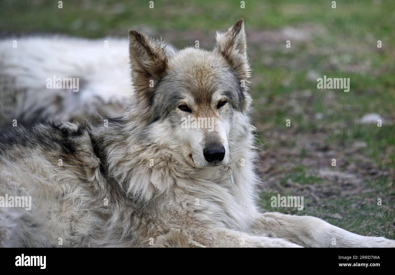 Young Wolfdog portrait - Canada Stock Photo - Alamy