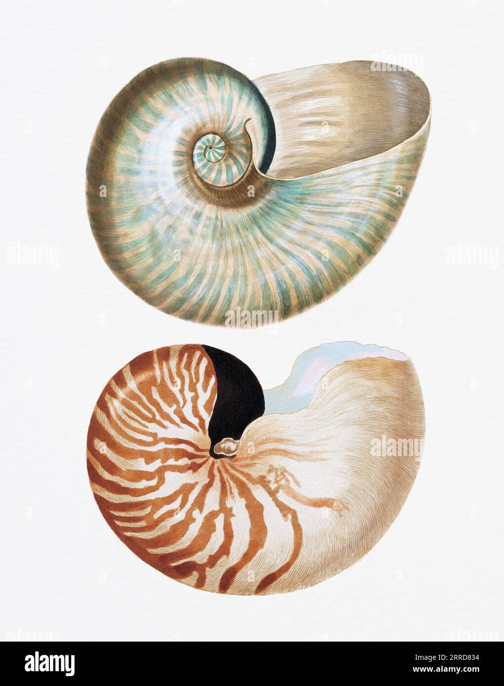 Seashells. A gorgeous digital painting of seashells with a vintage ...
