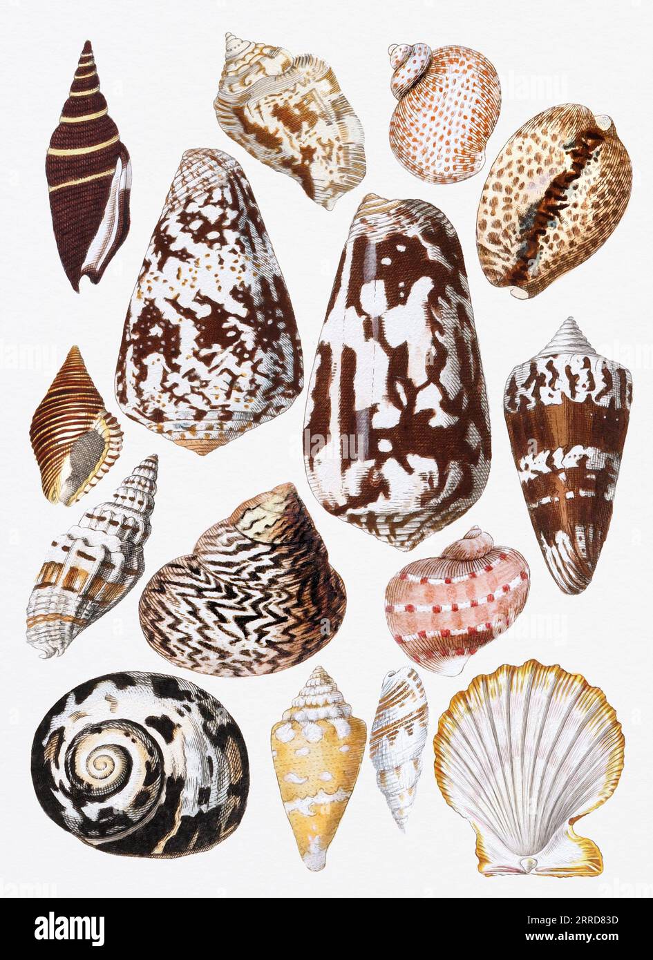 Seashells. A gorgeous digital painting of seashells with a vintage ...