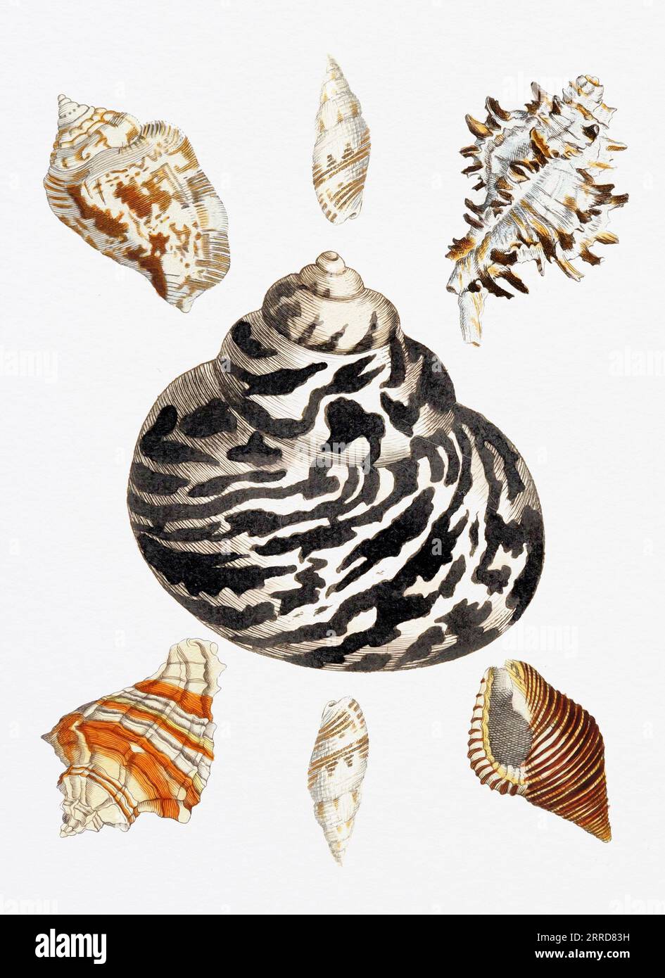 Seashells. A gorgeous digital painting of seashells with a vintage ...