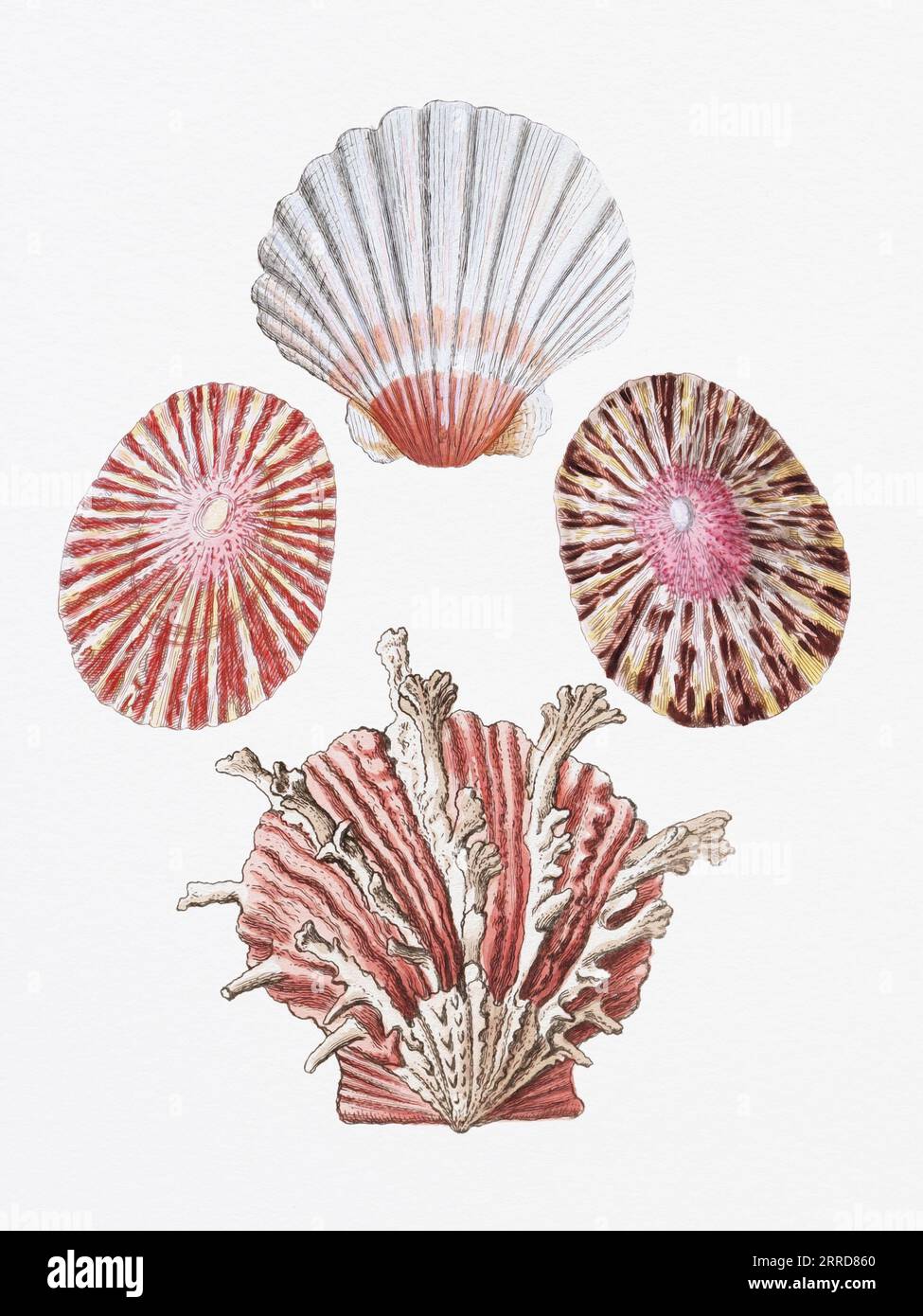 Seashells. A gorgeous digital painting of seashells with a vintage ...