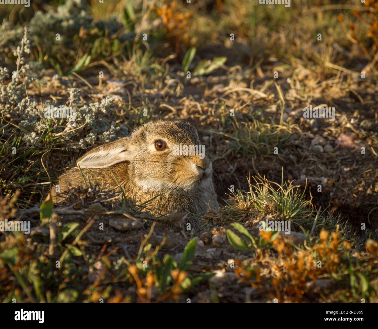 Cotton tail park hi-res stock photography and images - Alamy