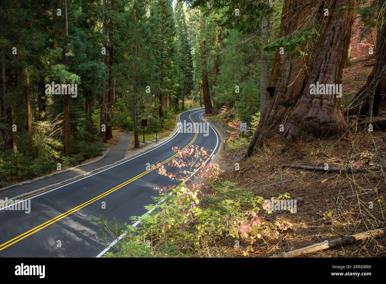 Giant sequoia forest hi-res stock photography and images - Alamy