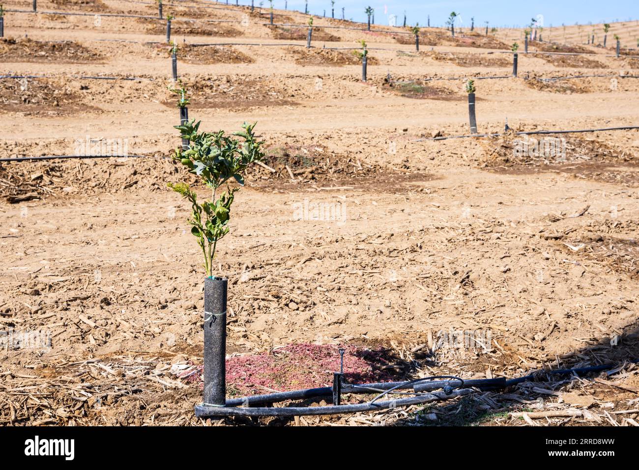 Citrus plant fruit hi-res stock photography and images - Alamy