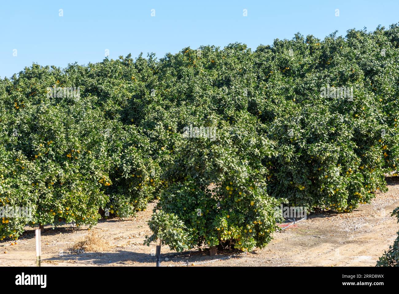 Rows of citrus trees in a sloping field ona clear autumn mornig Stock ...