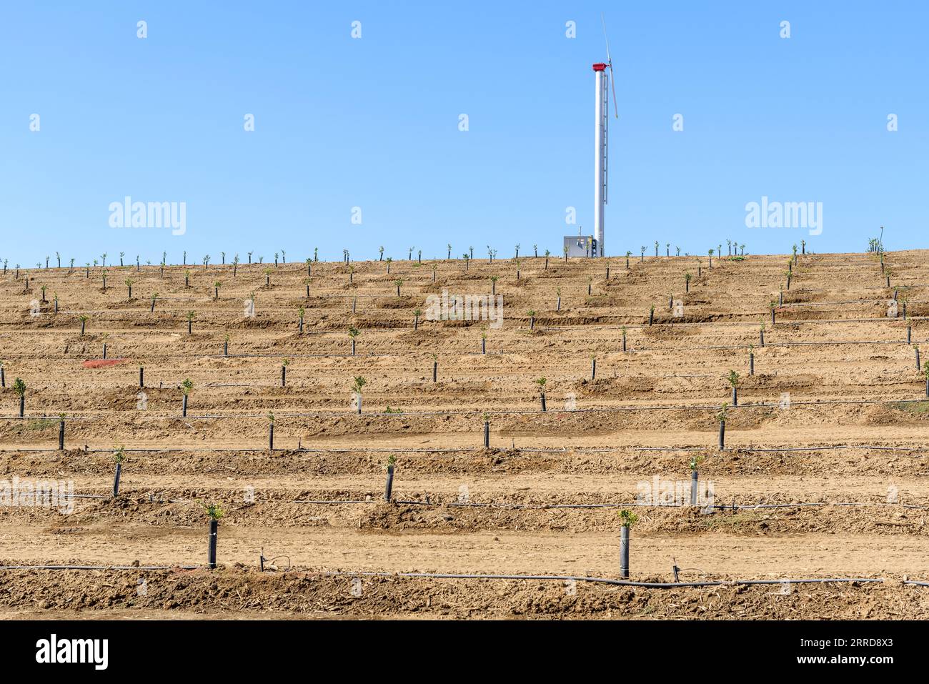 Young citrus plants in an irrigated terraced field on a clear autumn ...