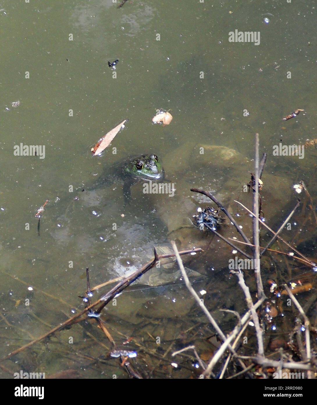 Frog in the pond water hi-res stock photography and images - Alamy