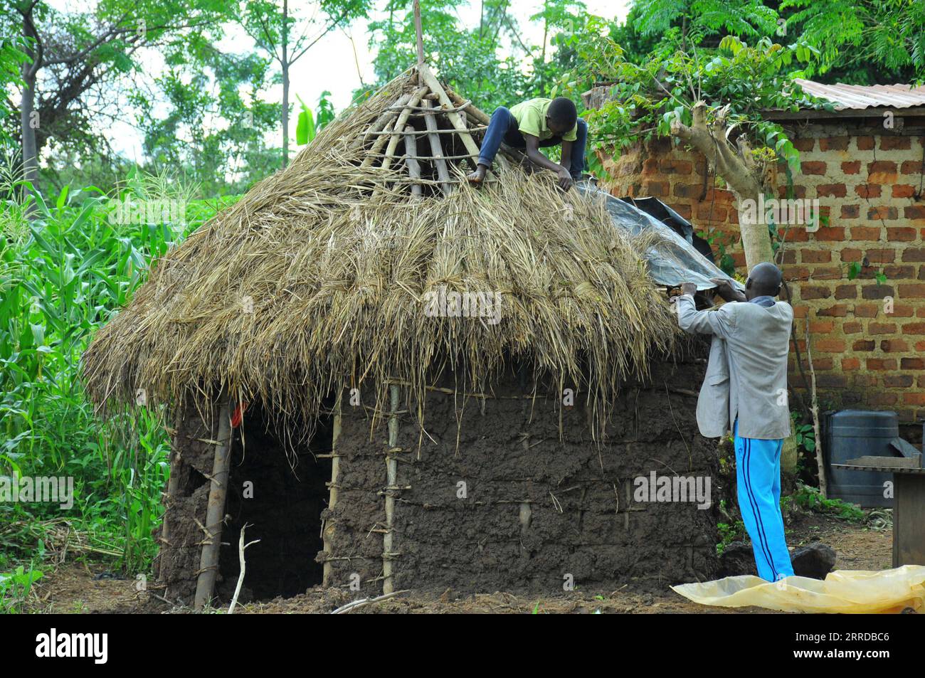 Residents of Maysinya village roofing a grass thatch house in Busia ...
