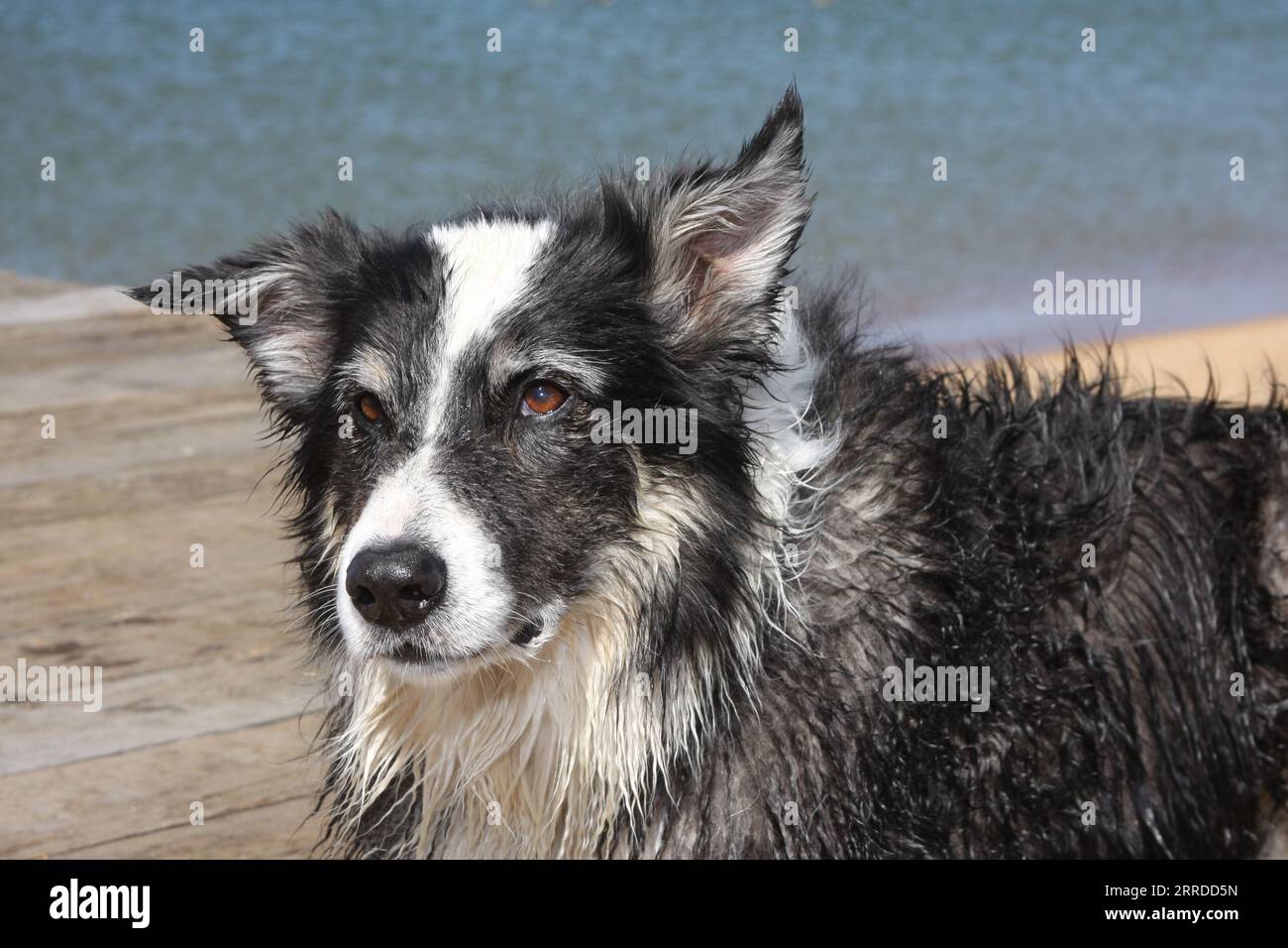 australian shepherd on beach with lake in background Stock Photo - Alamy