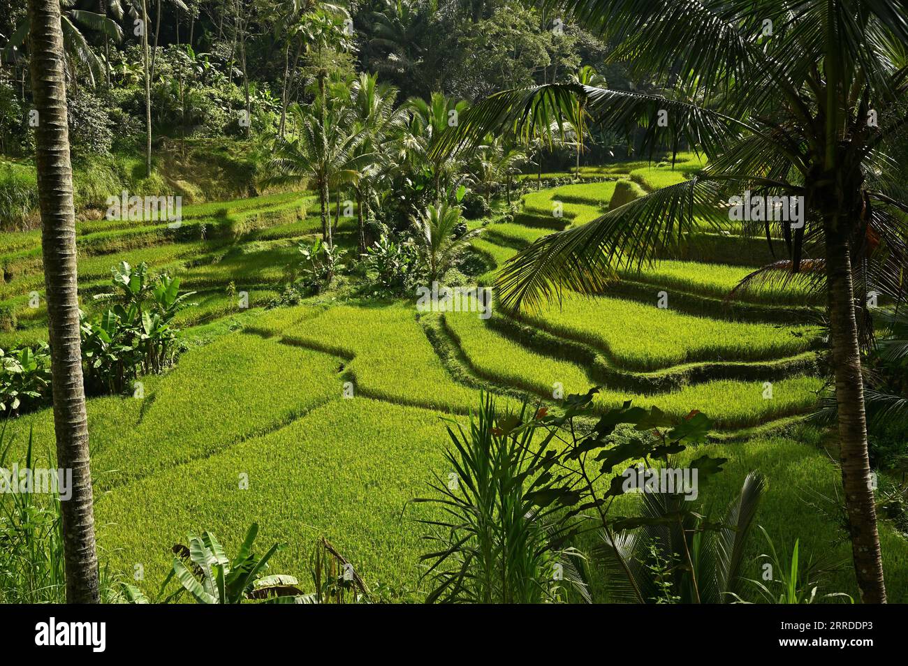 Tegallalang rice fields bali hi-res stock photography and images - Alamy