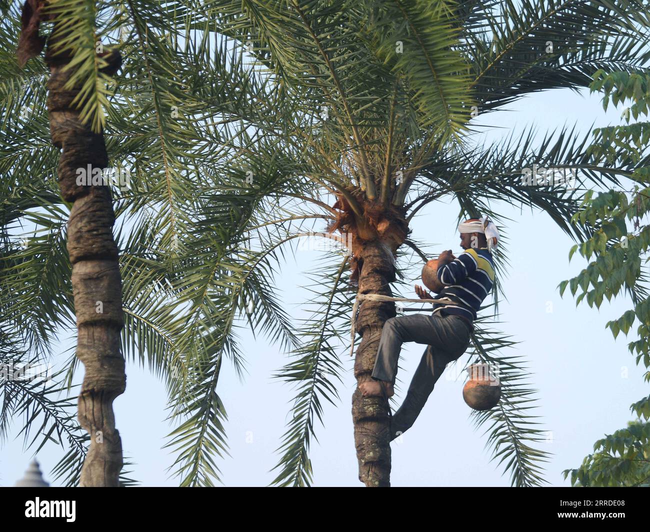 Toddy tapper hi-res stock photography and images - Alamy