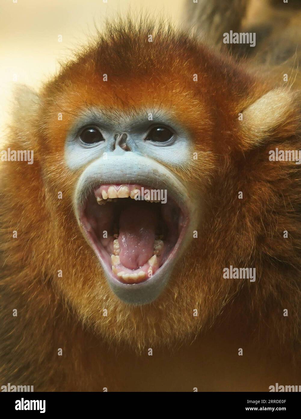 Flat Nosed Monkey