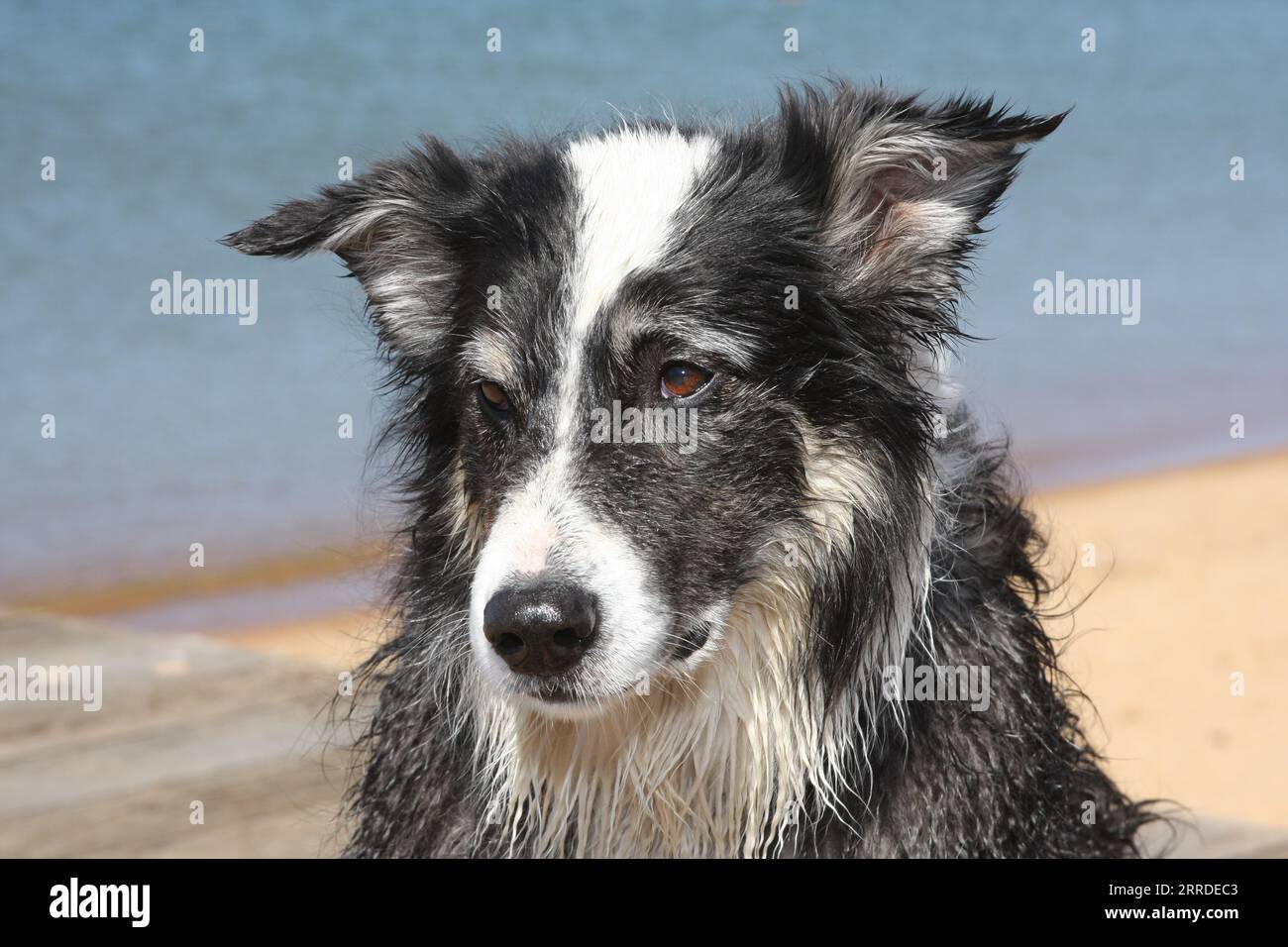 australian shepherd head shot with lake in background Stock Photo - Alamy