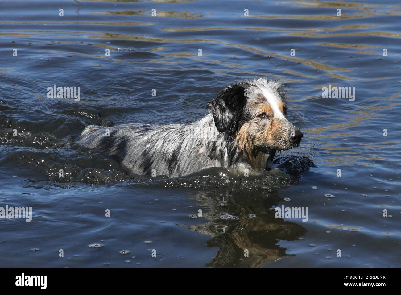 Australian shepherd swimming hi-res stock photography and images - Alamy