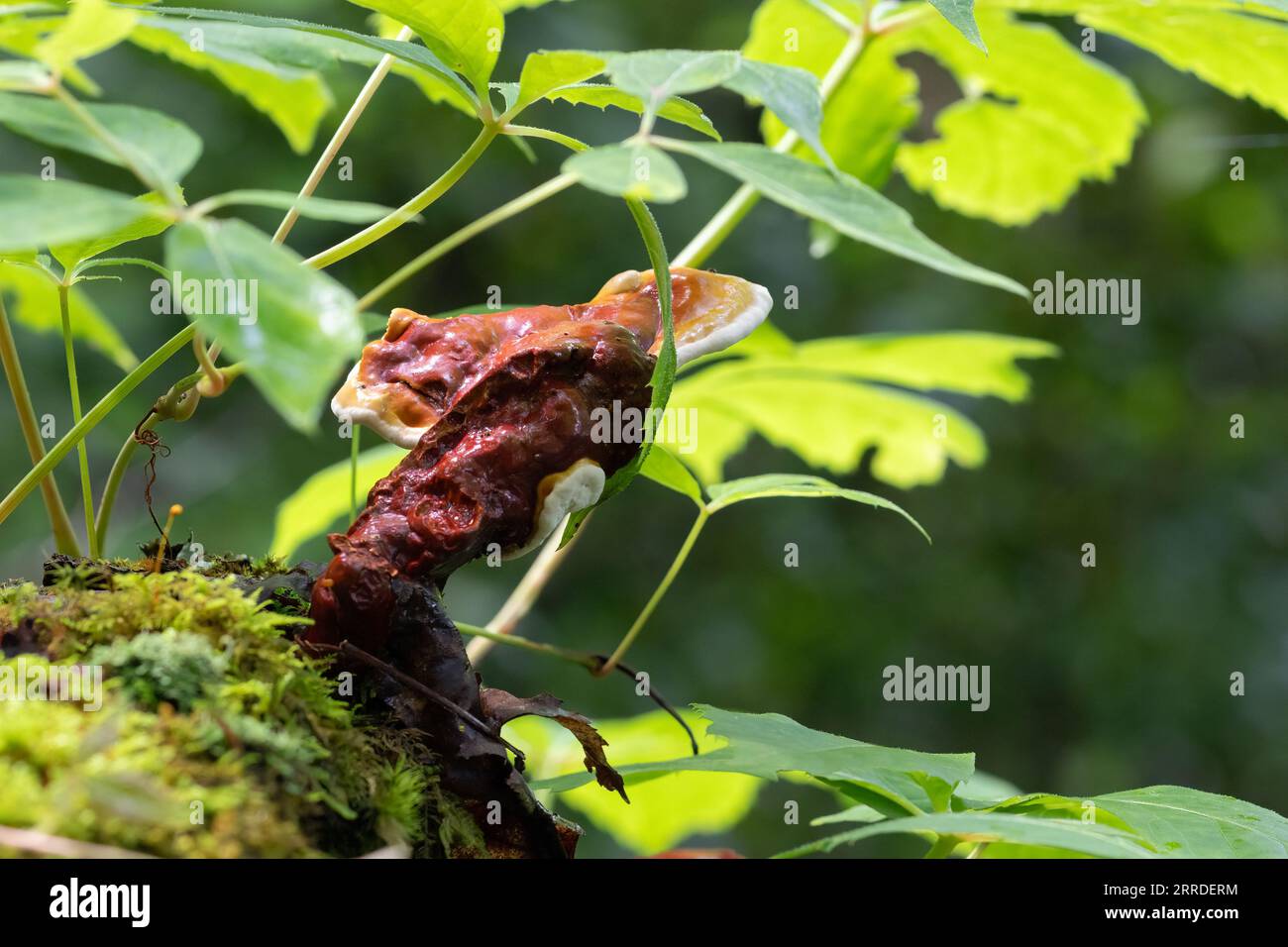 ganodemataceae mushroom growing out of a decayed tree stump with a ...