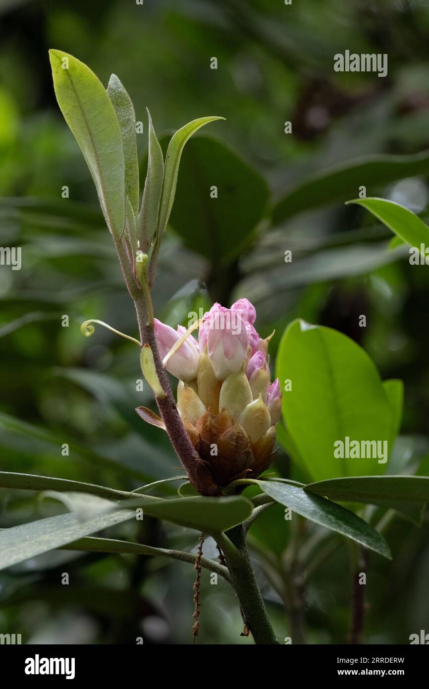 Lateral bud hi-res stock photography and images - Alamy