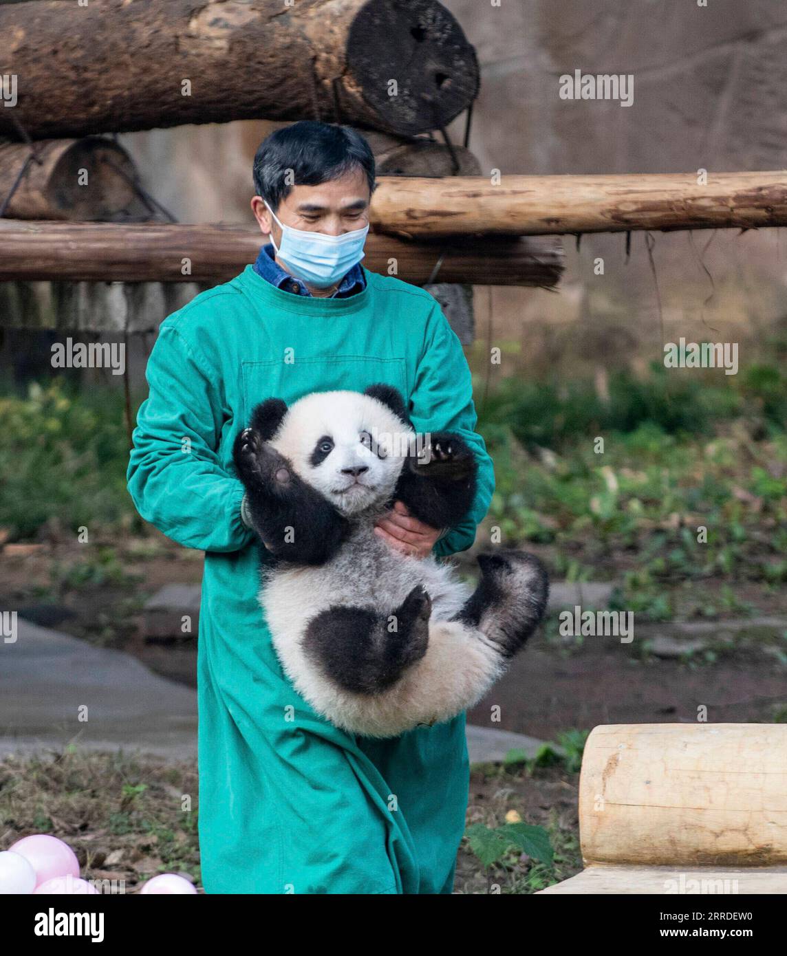 211221 -- CHONGQING, Dec. 21, 2021 -- A giant panda cub is seen at ...
