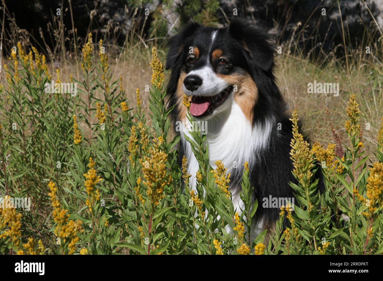 Australian shepherd sitting in hi-res stock photography and images - Alamy