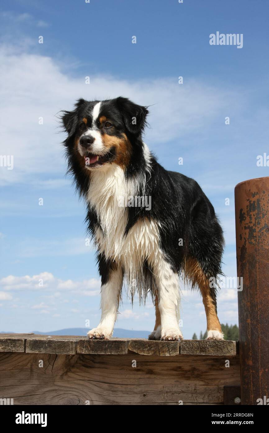 Australian shepherd standing hi-res stock photography and images - Alamy