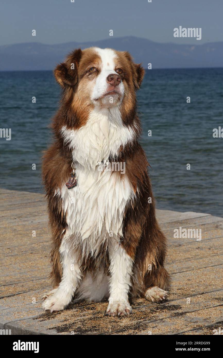 Australian Shepherd sitting on beach by lake Stock Photo - Alamy