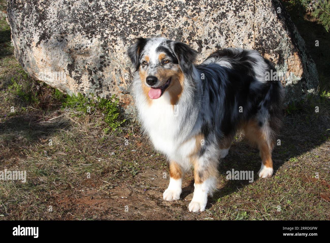Australian shepherd standing hi-res stock photography and images - Alamy
