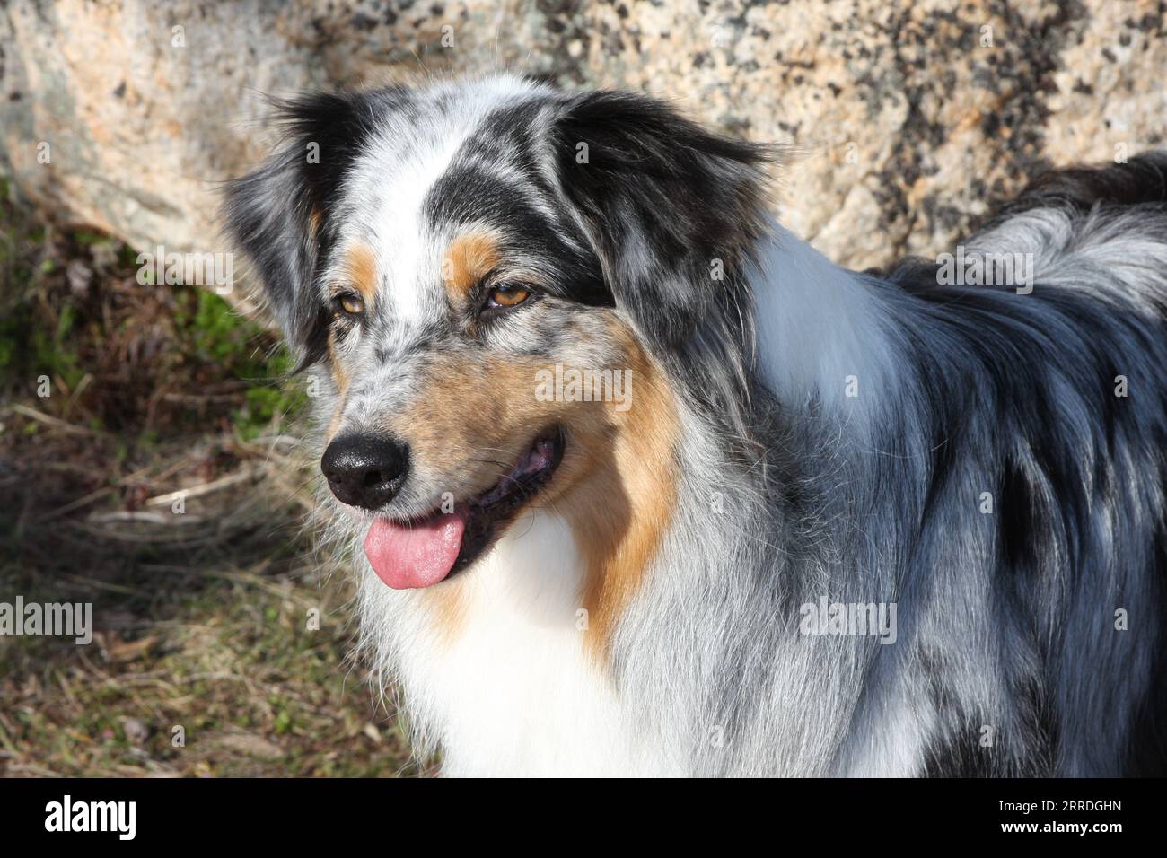 Australian shepherd close hi-res stock photography and images - Alamy