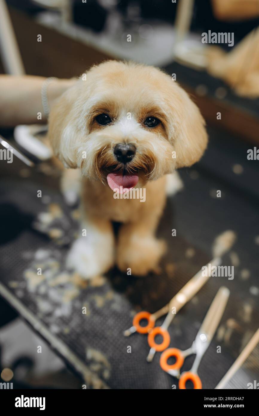 Maltipoo haircut at the grooming salon Stock Photo - Alamy