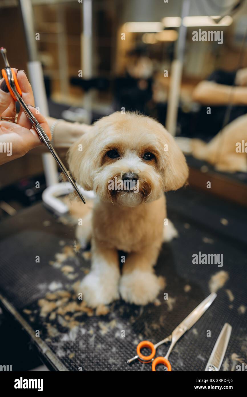 Groomed Dogs Maltipoo Puppies