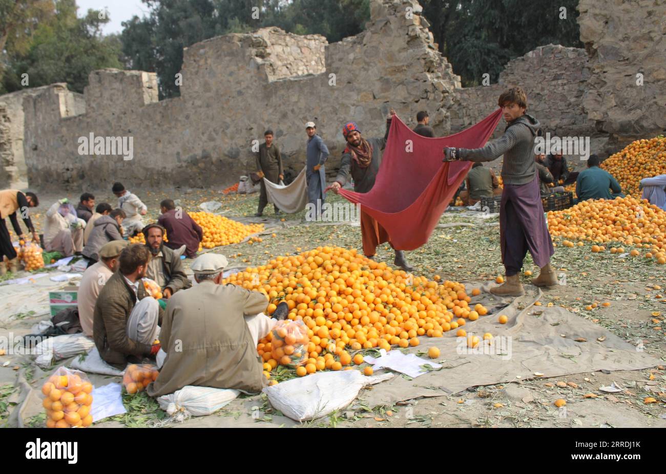 Kot orange hi-res stock photography and images - Alamy