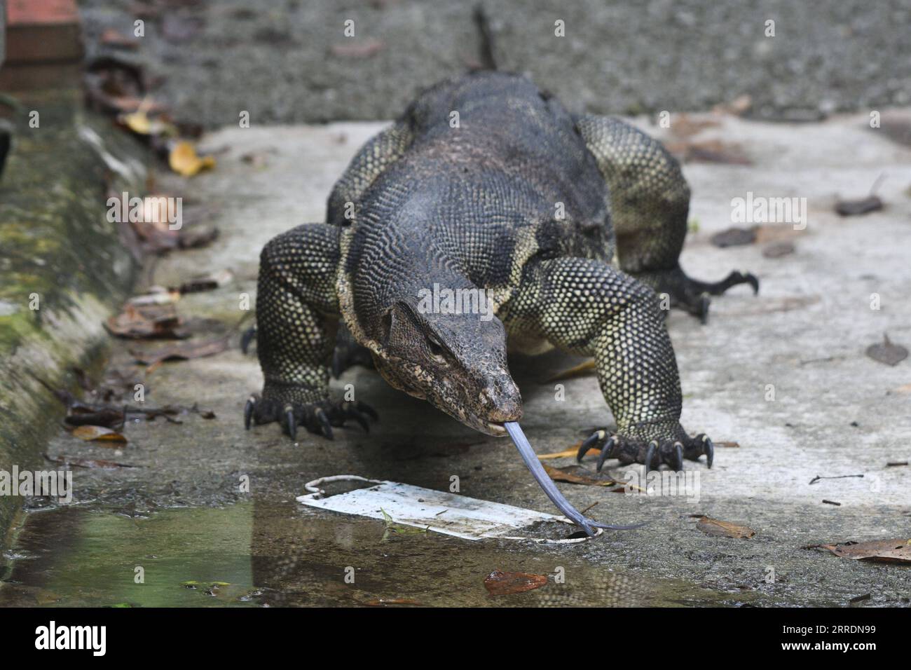 220104 -- SINGAPORE, Jan. 4, 2022 -- A water monitor lizard is seen in ...