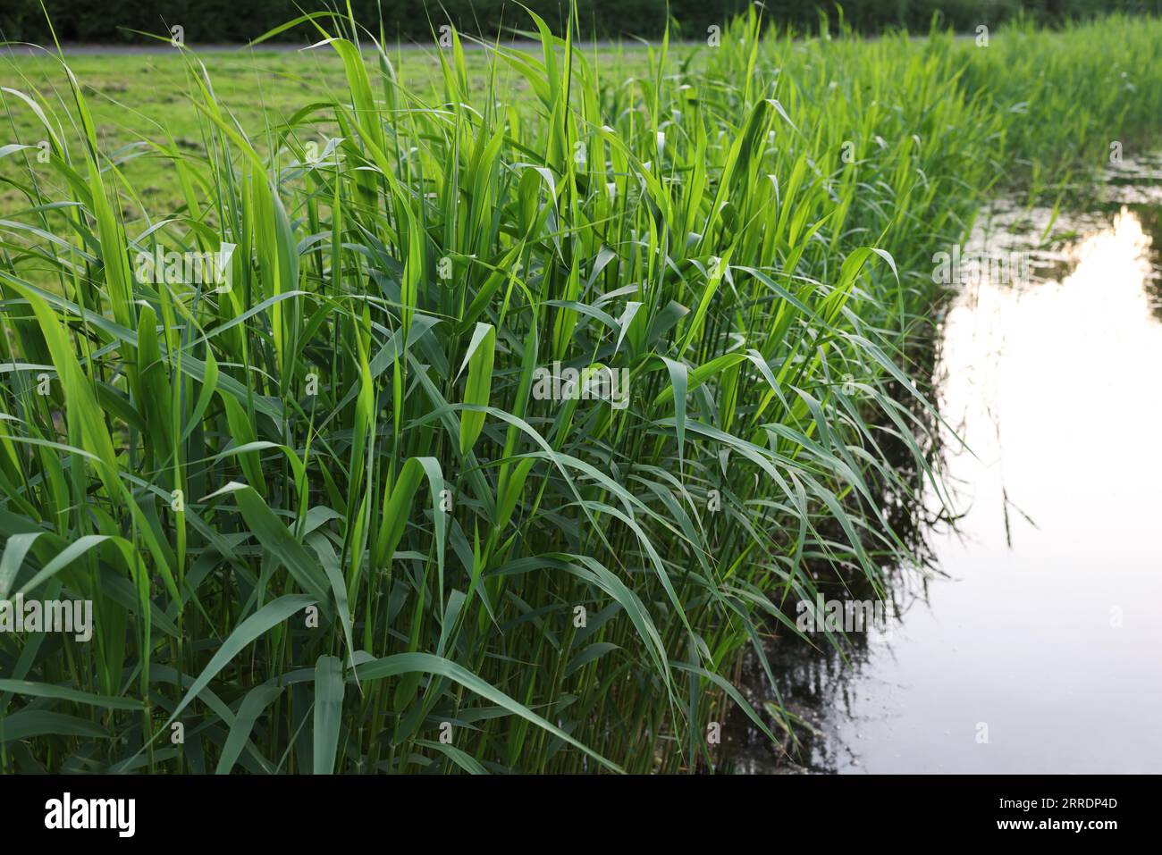 Grass growing riverside outdoors hi-res stock photography and images ...