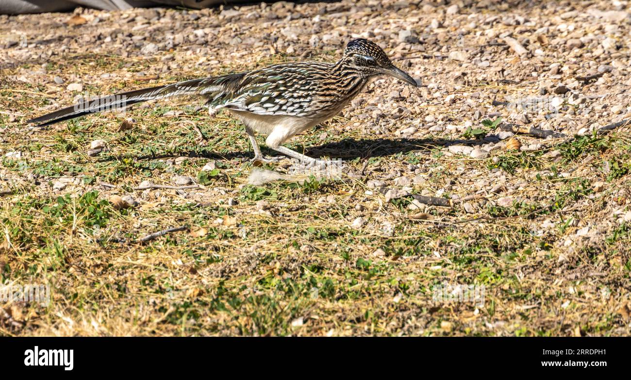 Roadrunner at big bend national park hi-res stock photography and ...
