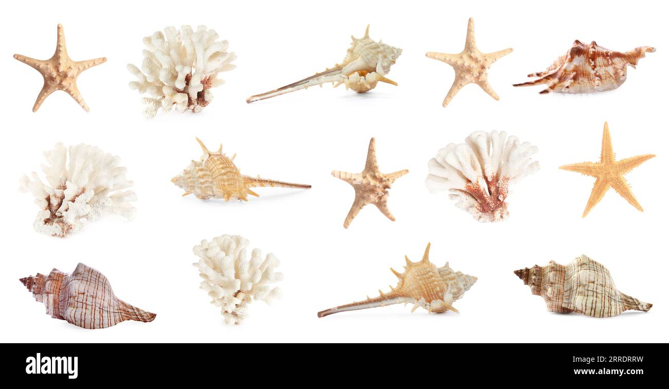 Sea stars shells on Cut Out Stock Images & Pictures - Alamy