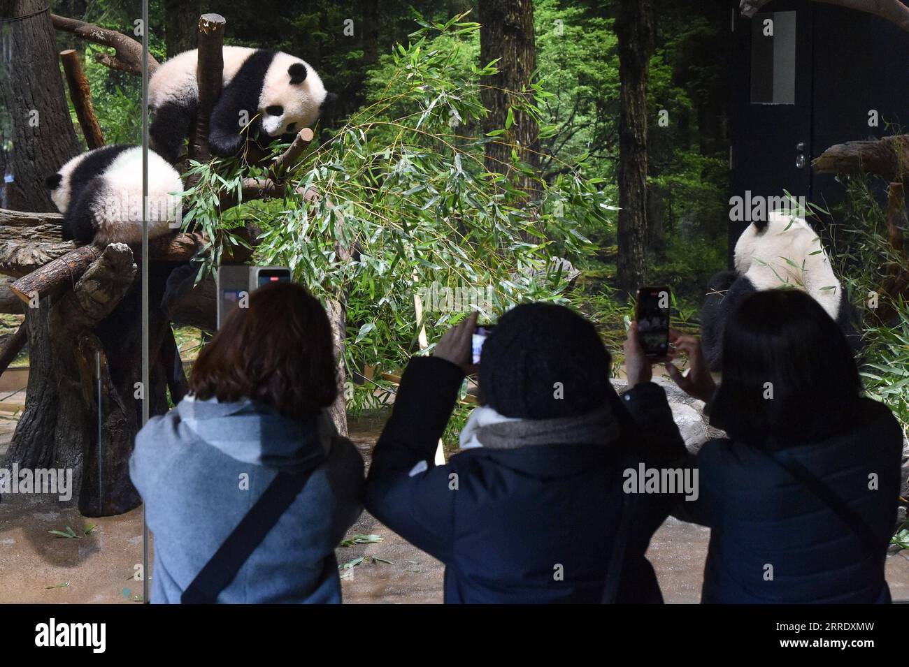 220112 -- TOKYO, Jan. 12, 2022 -- Visitors see twin giant panda cubs ...