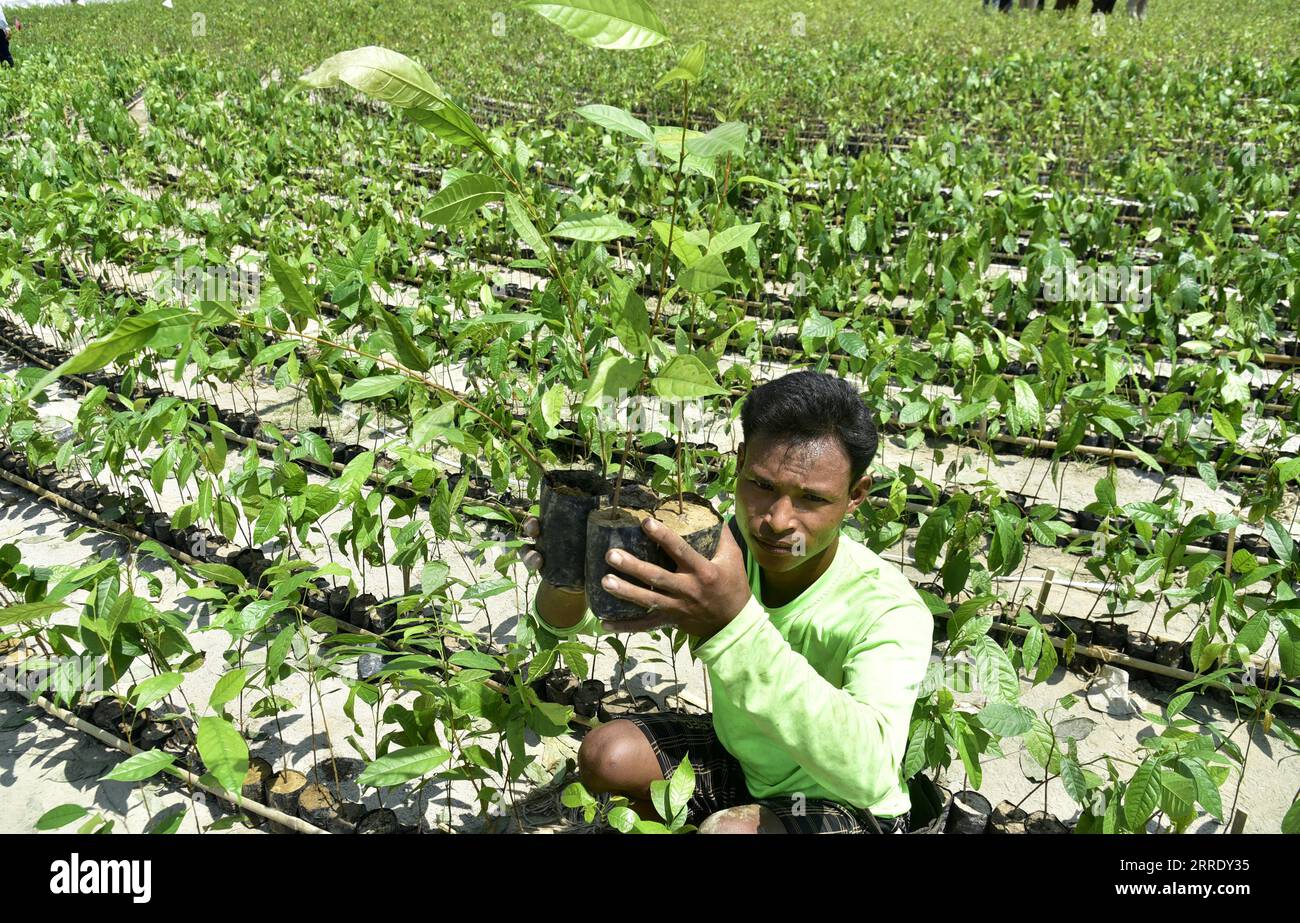 Guwahati, Guwahati, India. 7th Sep, 2023. Labour arranging tree sapling ...