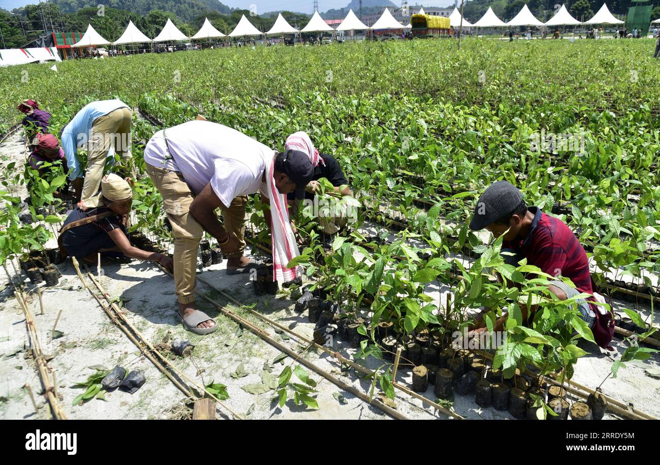 Guwahati, Guwahati, India. 7th Sep, 2023. Labour arranging tree sapling ...