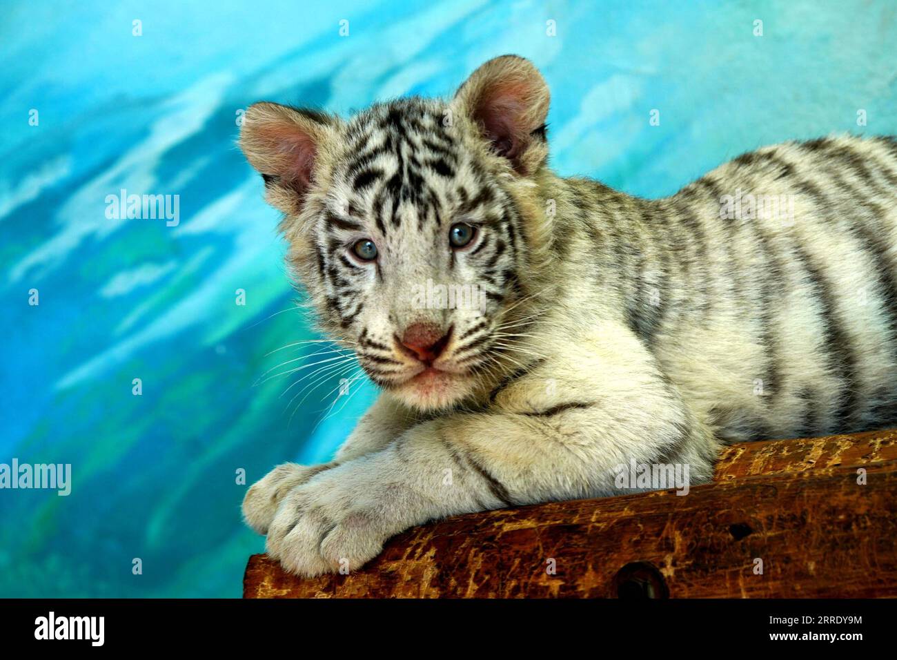 White Bengal Tiger Cubs With Blue Eyes