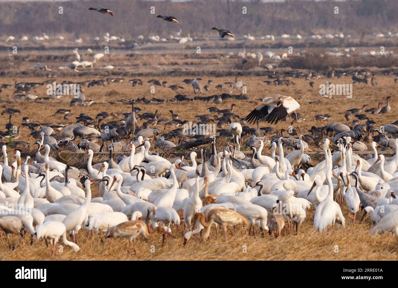 Poyang lake paddy hi-res stock photography and images - Alamy