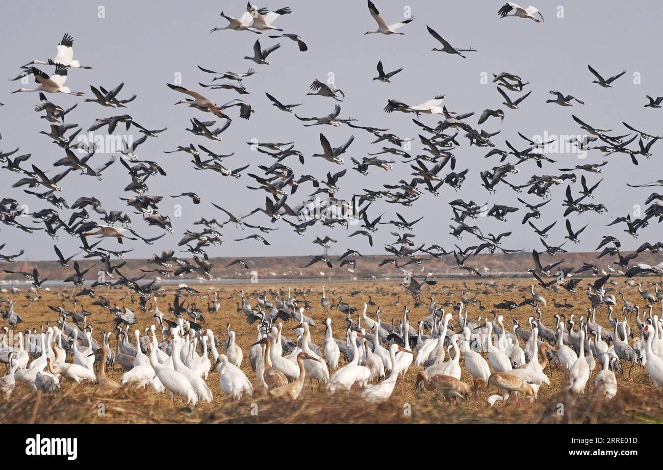 Poyang lake paddy hi-res stock photography and images - Alamy