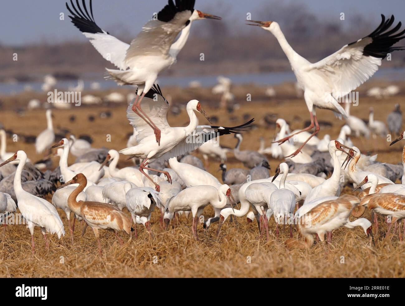 Poyang lake paddy hi-res stock photography and images - Alamy