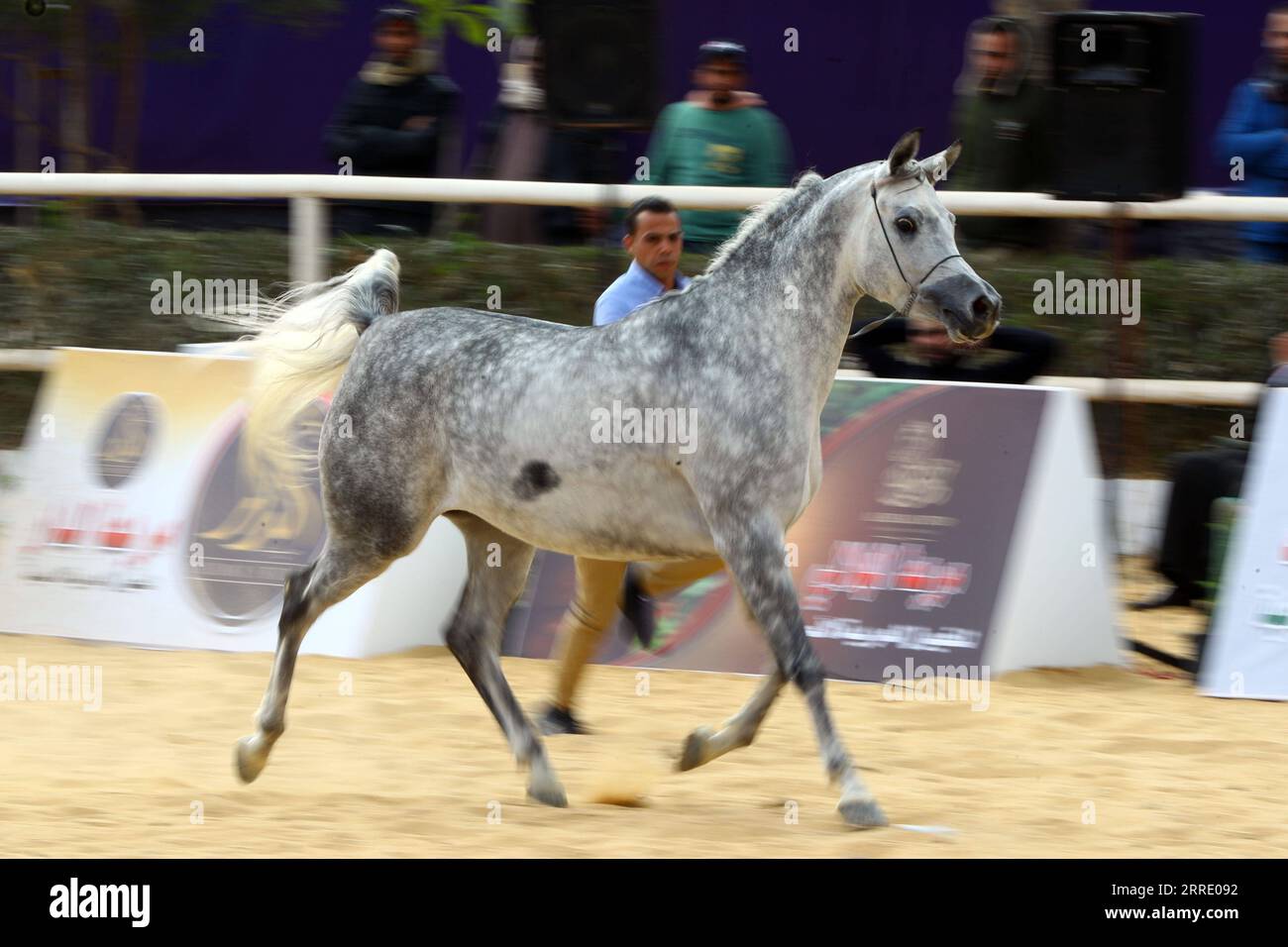 220115 -- SHARQIA EGYPT, Jan. 15, 2022 -- A breeder leads a horse ...