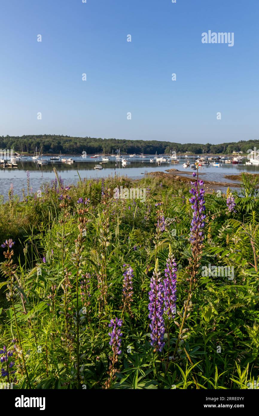 Round Pond harbor, Maine, USA on an early summer morning with blue ...